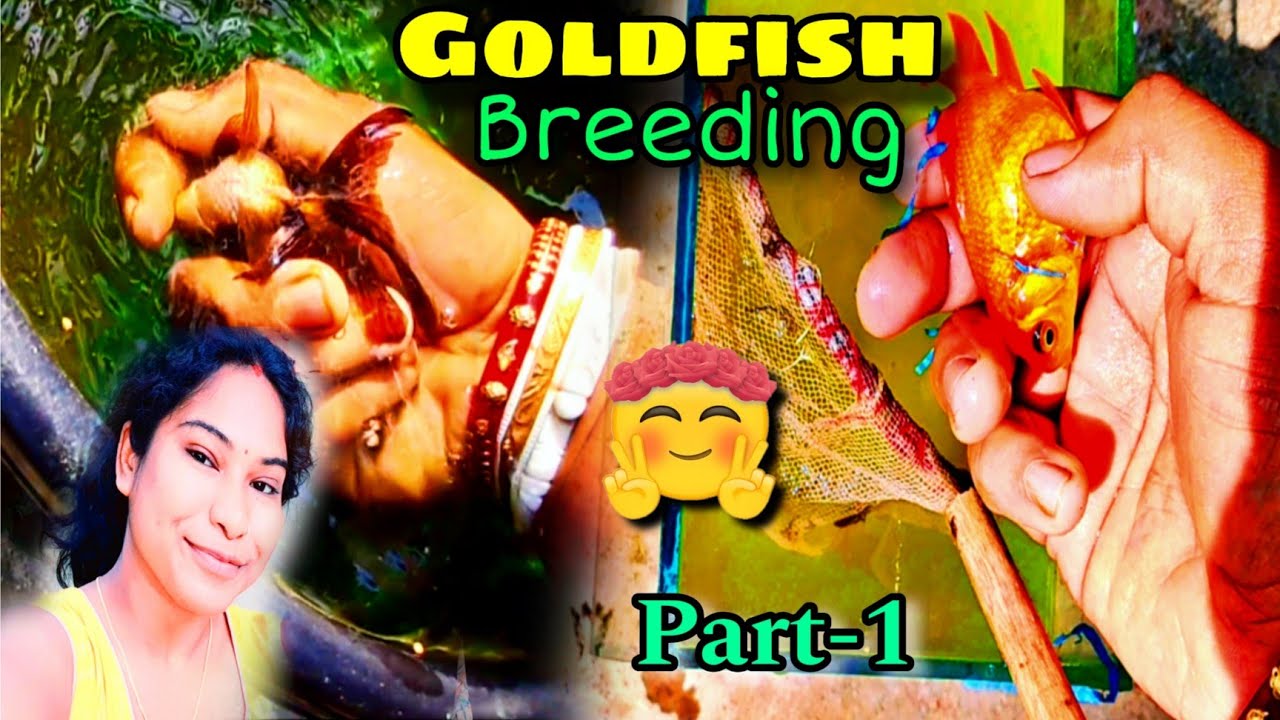 Gold Fish Breeding Project || Gold Fish Breeding setup #lodedgoldfish #goldfishtank #fishvlog ...