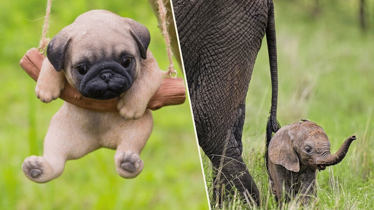 Los Animales Bebés Más Tiernos 🥰 | ¡No Te Pierdas el Gatito Rescatado ...