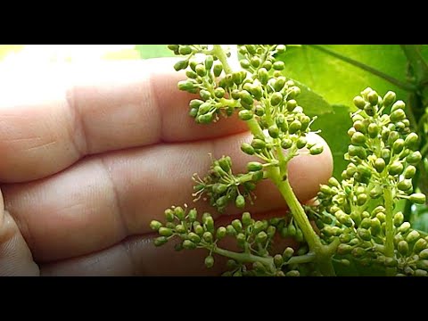 Flor De La Uva: El Papel Fundamental En La Producción De Uvas | TeleFlor