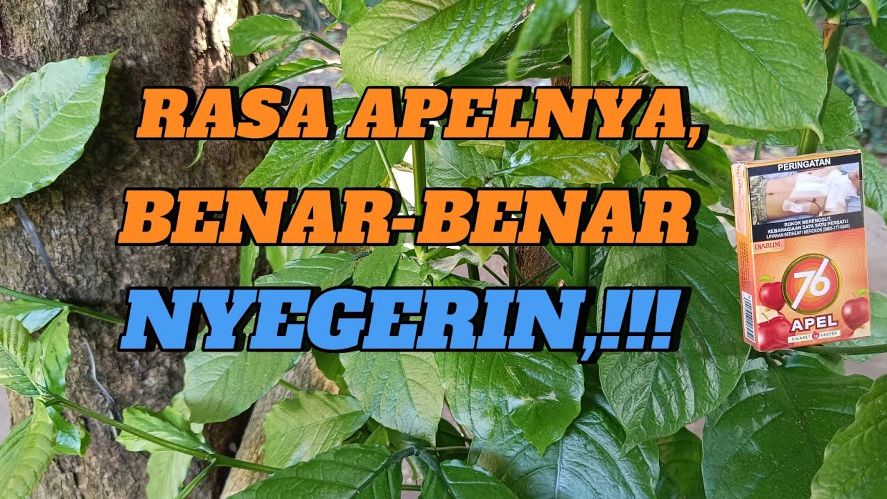 Review Djarum 76 Apel | Dengan Sensasi | Apel Yang Nyegerin | #djarum76 ...