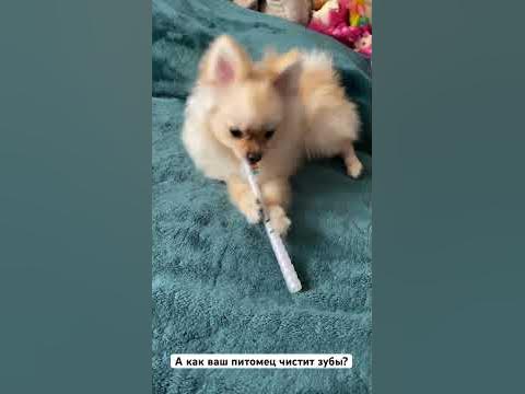 Зубная щетка и шпиц ЮМИ🐶. Сама чистит зубы, а что еще остается делать с ...