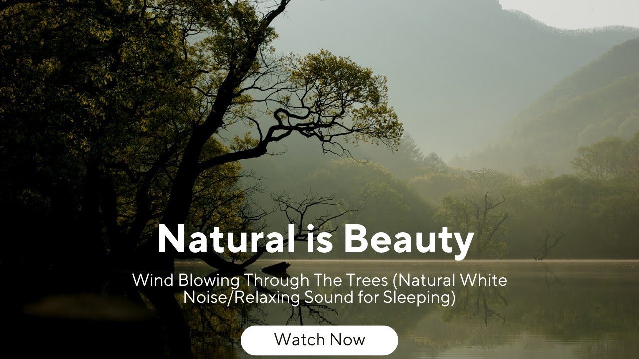 Wind Blowing Through The Trees (Natural White Noise/Relaxing Sound for ...