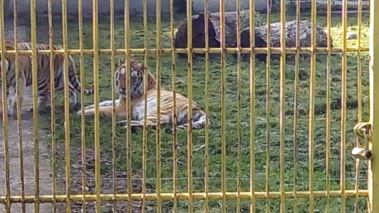 La zoo cu tigri - YouTube
