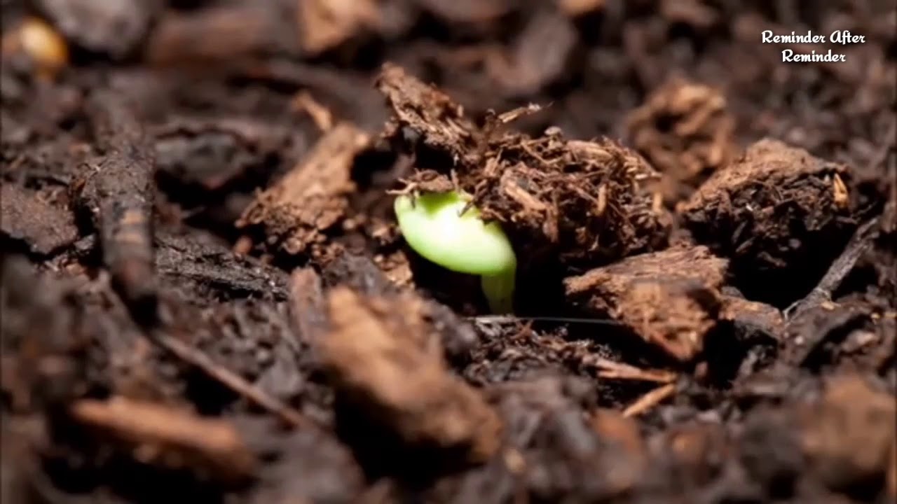 Timelapse from seed to plant - Creation of Allah - Islamic WhatsApp ...