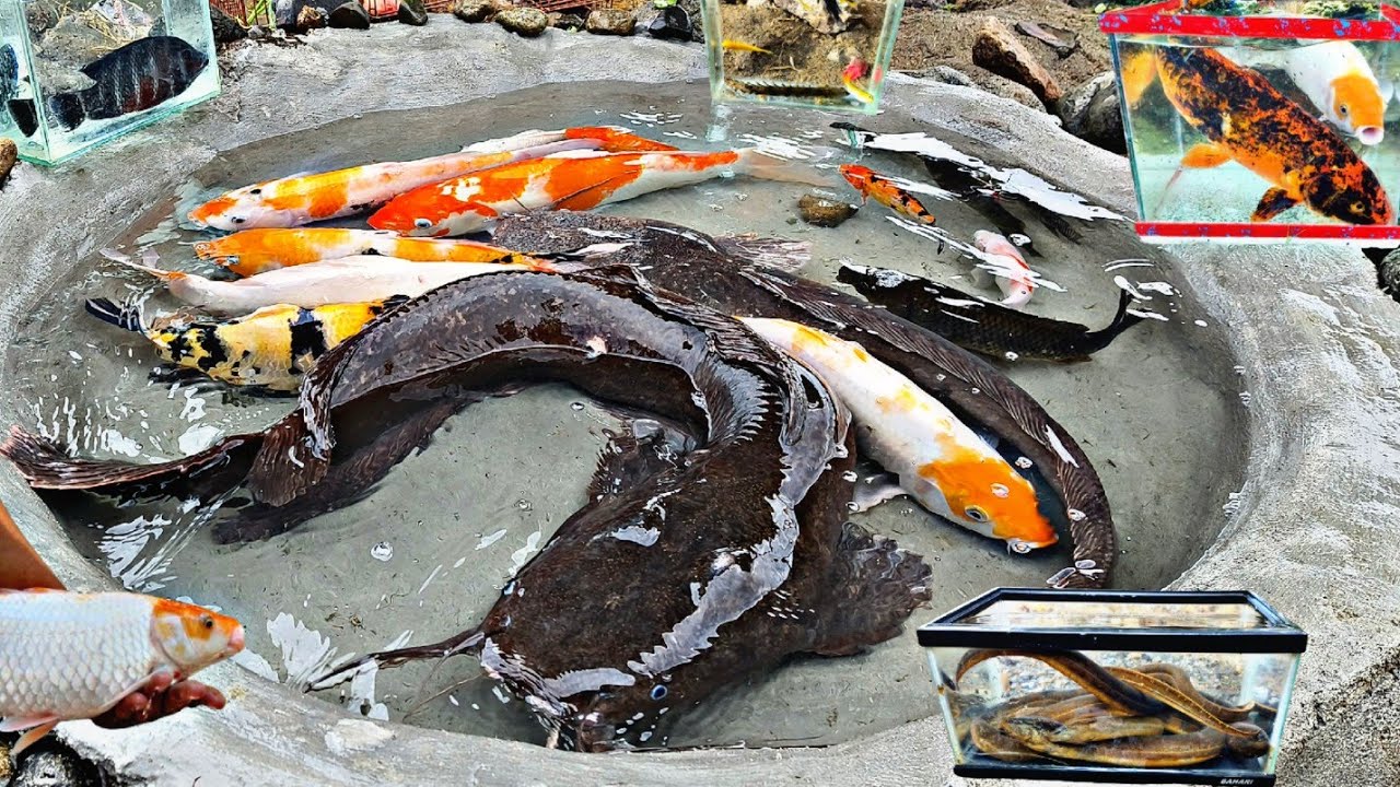 Find jumbo catfish, ornamental fish, betok fish, koi fish, eels, crabs ...
