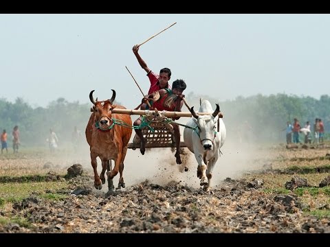 Cow Racing in Cambodia, Cow Race 2016 - Don't miss it - YouTube