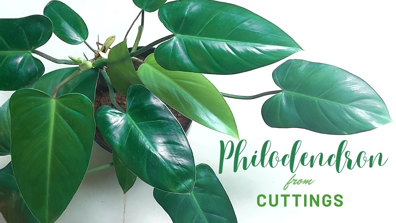 How to Grow Philodendron from Cuttings | Philodendron | Easy to Grow ...