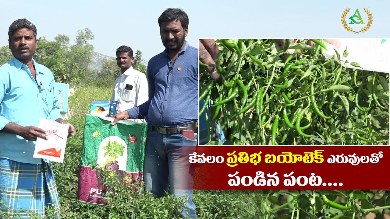 Mirchi crop growing with prathibha biotech fertilizers in narayanpet ...