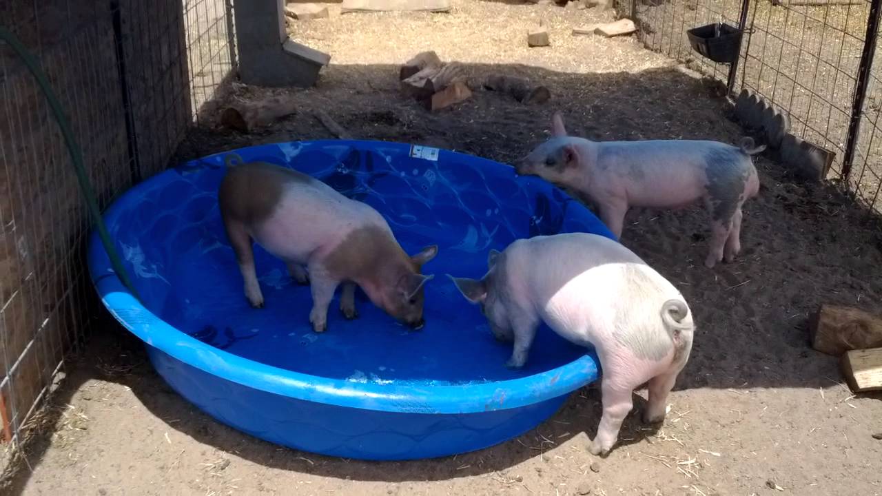 The piglets first experience with a pool - YouTube