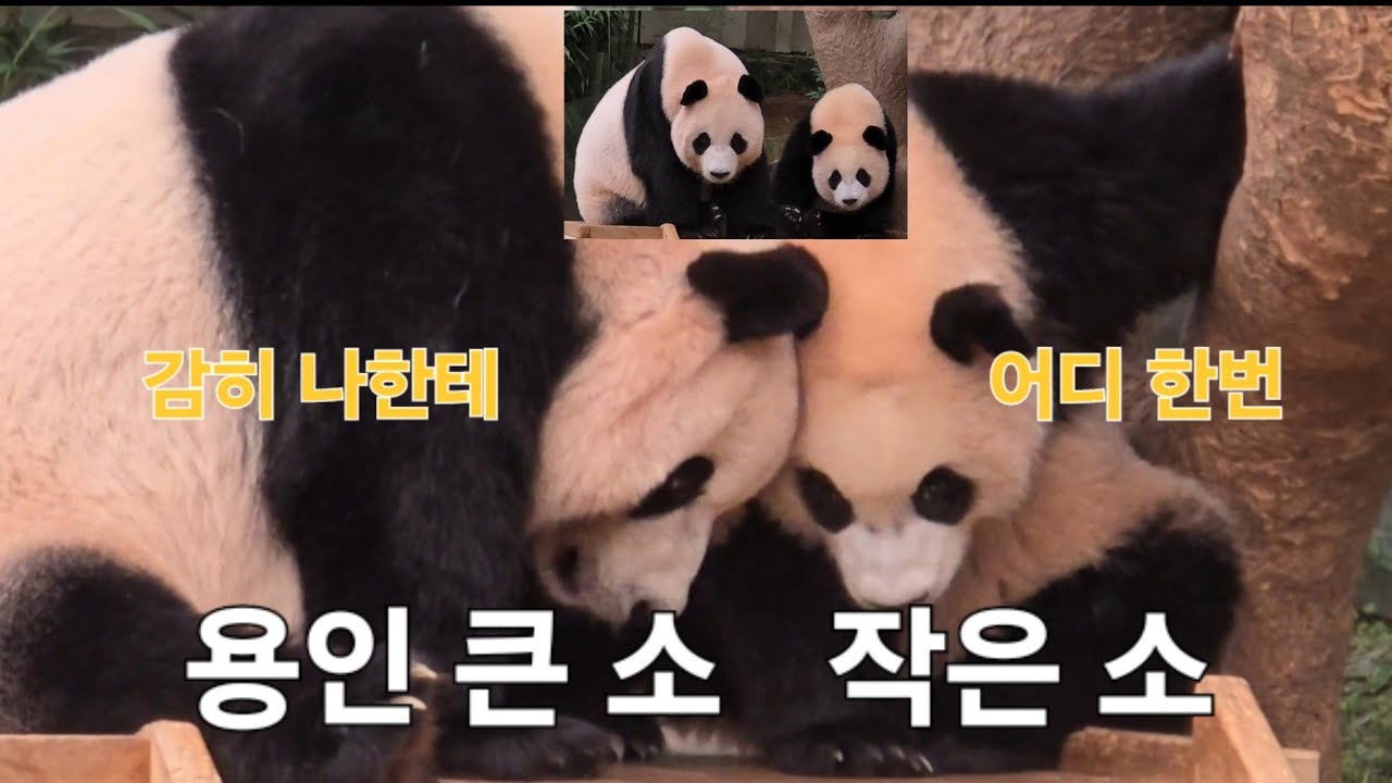 서로 물고 밀어내고 생동감 넘치는 판월 아이바오는 지친다 따로 놀던 후이까지 합류 러바오먹방루이후이아이바오러바오강철원시육사 Youtube