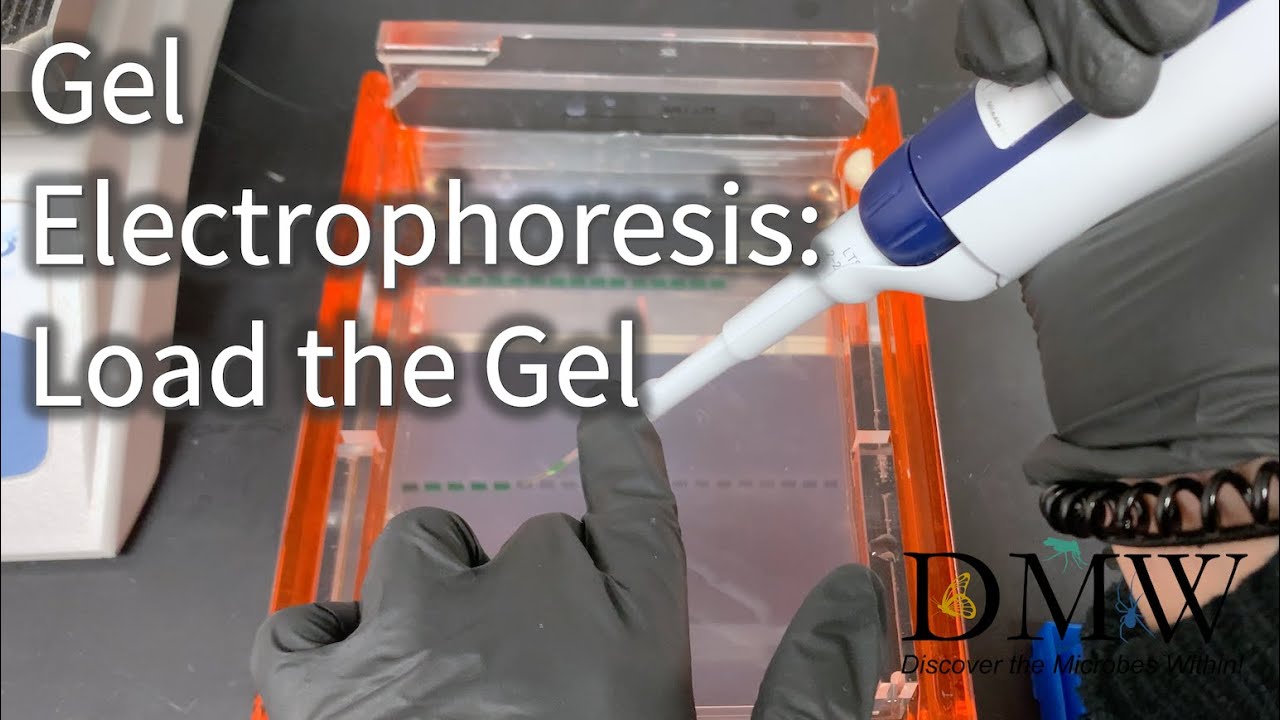 Gel Electrophoresis: Load the Gel - YouTube