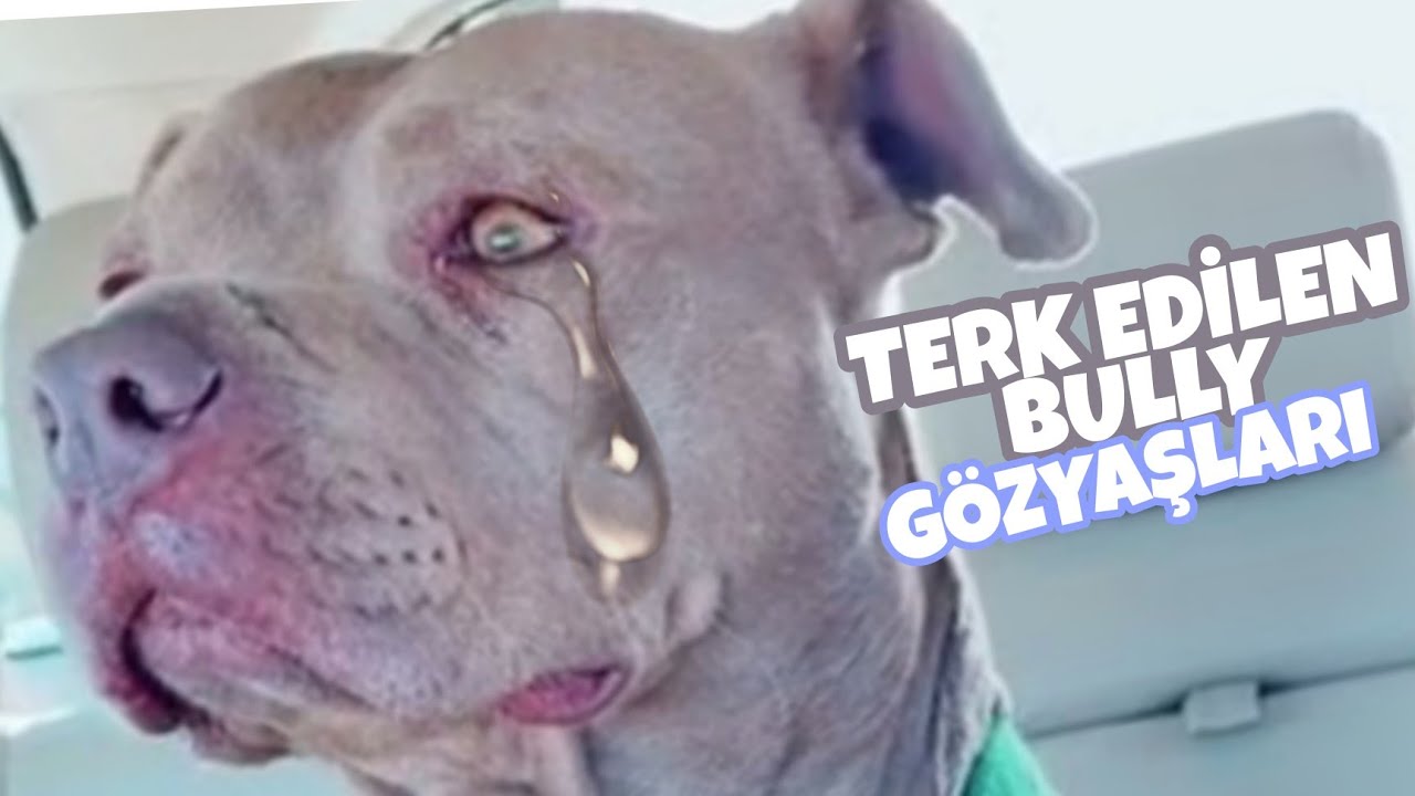 Gözünden Yaş Geldi | Terk Edilen Yasaklı Irk Köpekler Sokaklara ...