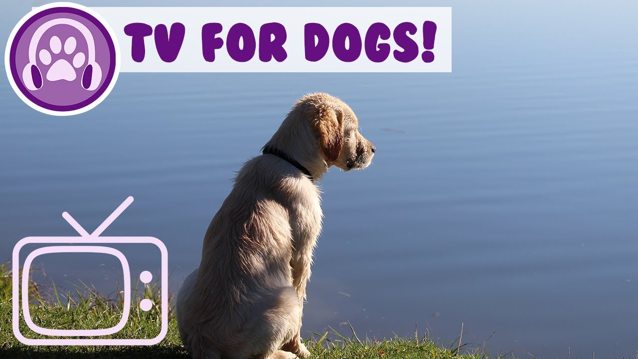 Chill Out TV for Dogs! Keep Your Dog Calm + Relaxing Music! NEW 2018 ...