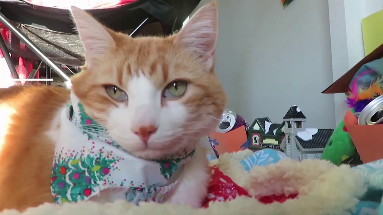 Cat Christmas Village - YouTube