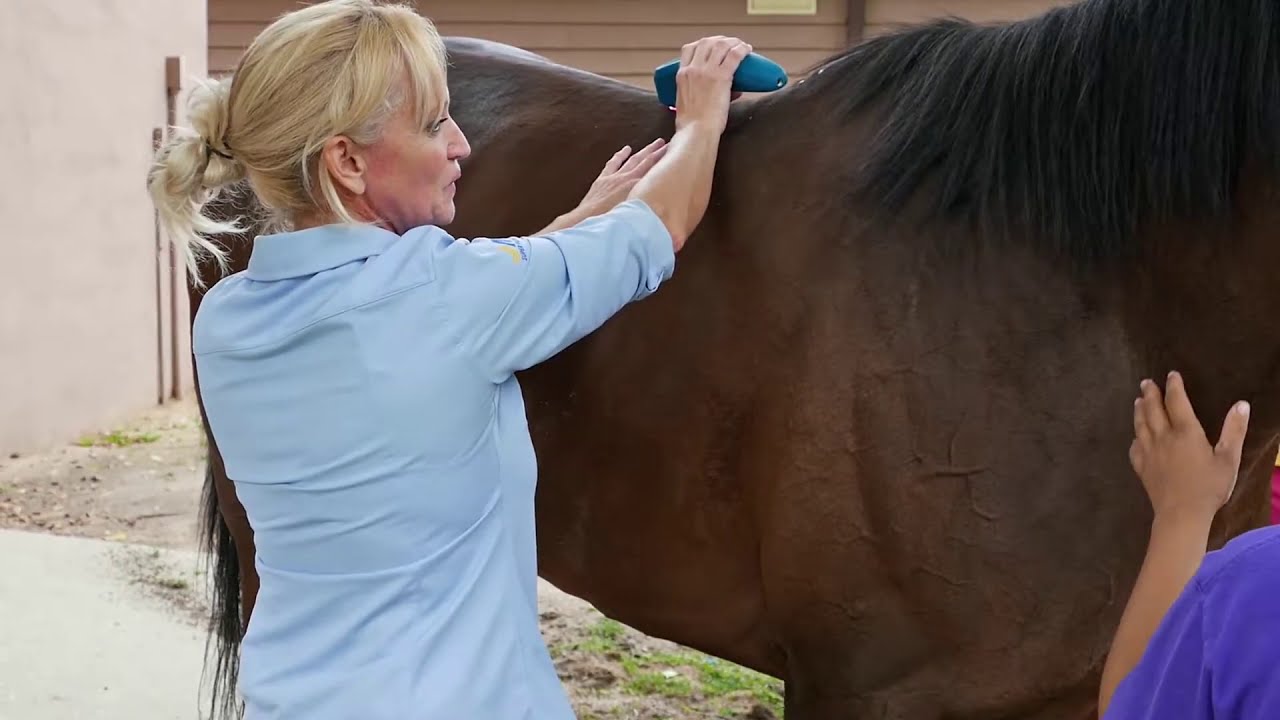 Terapia Láser para Equinos. Dolor lumbar, Edema Idiopático y ...