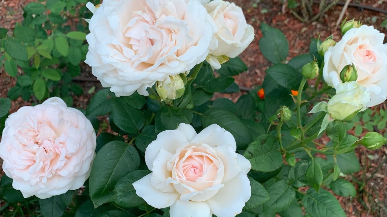 Gruaud Larose rose, won multiple awards, large #fragrant flowers - YouTube