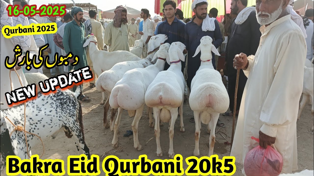 Talagng Dumba & Bakra Market |Part03 Bakra Mandi Chakwal New Updates ...