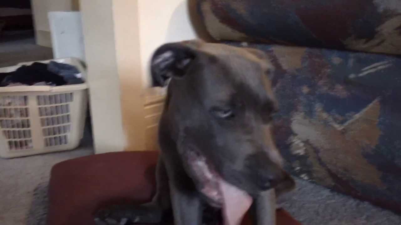 Viscious 4 Mnth Old American Bandogge Mastiff Attack!!! - YouTube