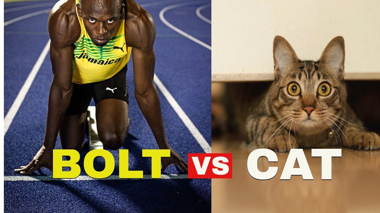 Cats vs Usain Bolt: Who's Faster? - YouTube