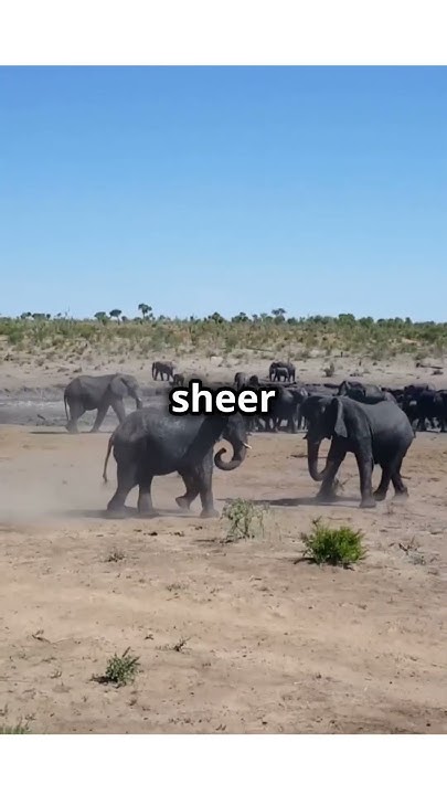 Rescuing a Baby Elephant from a Python #elephant #python - YouTube