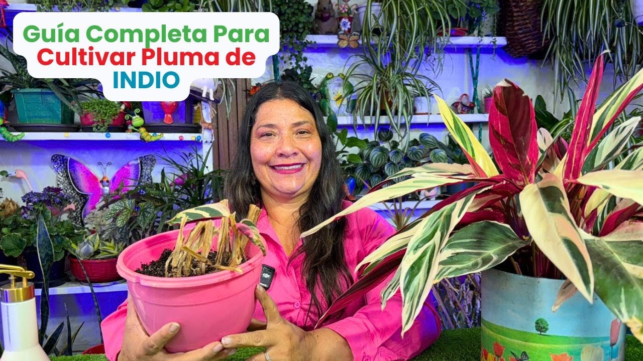 Descubre Como Cultivar Pluma De Indio De Manera Correcta - YouTube
