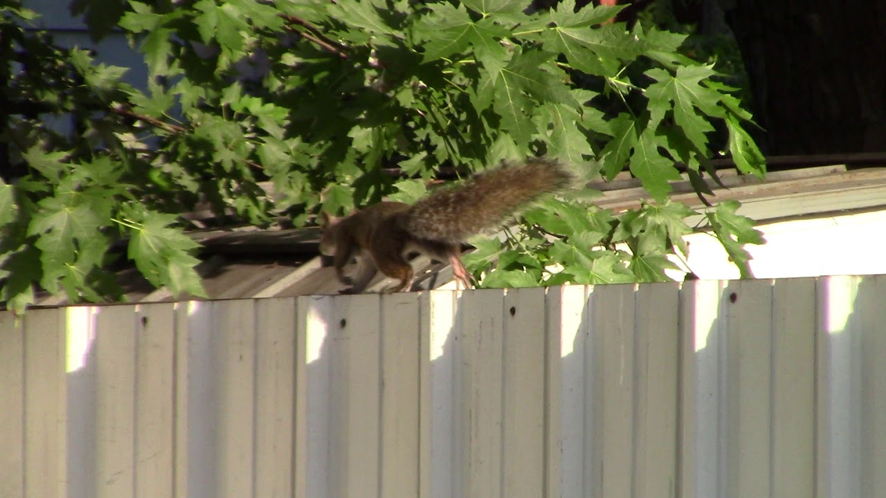 squirrel in my backyard - YouTube