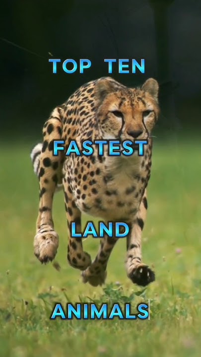 Most fastest animal on land | Animal speed comparison | animal race ...