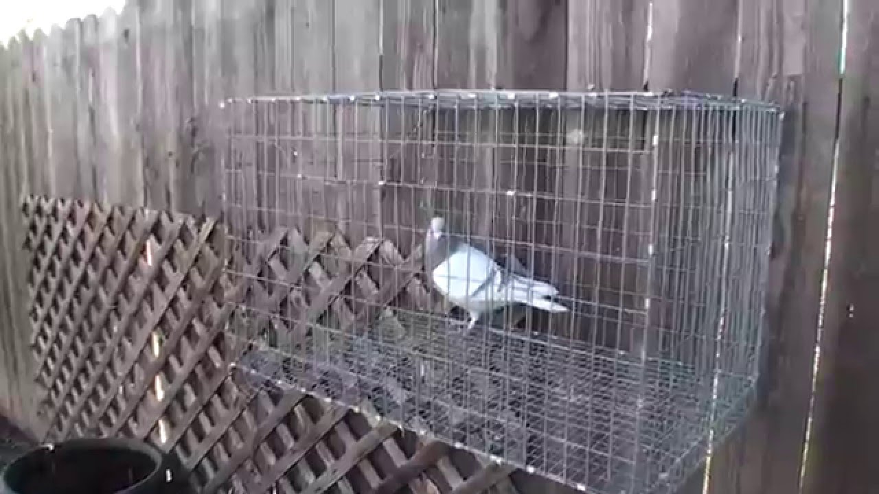 Racing pigeon - Raffle - Janssen x Devriendt - YouTube