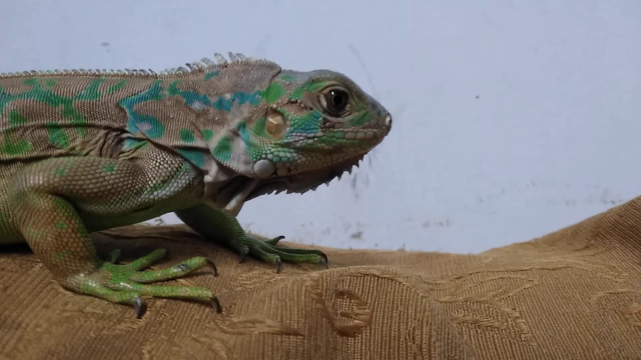 Pacazo caminando - YouTube