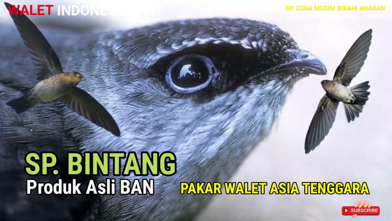 Suara Walet Asli Original BAN, Pakar Walet Asia Tenggara, Pak Arief ...