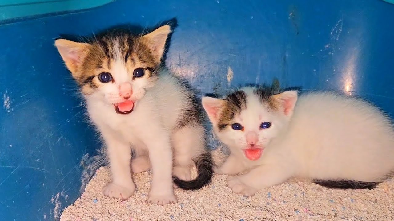 The rescued mother cat doesn't stop eating while her 2 angry newborn ...
