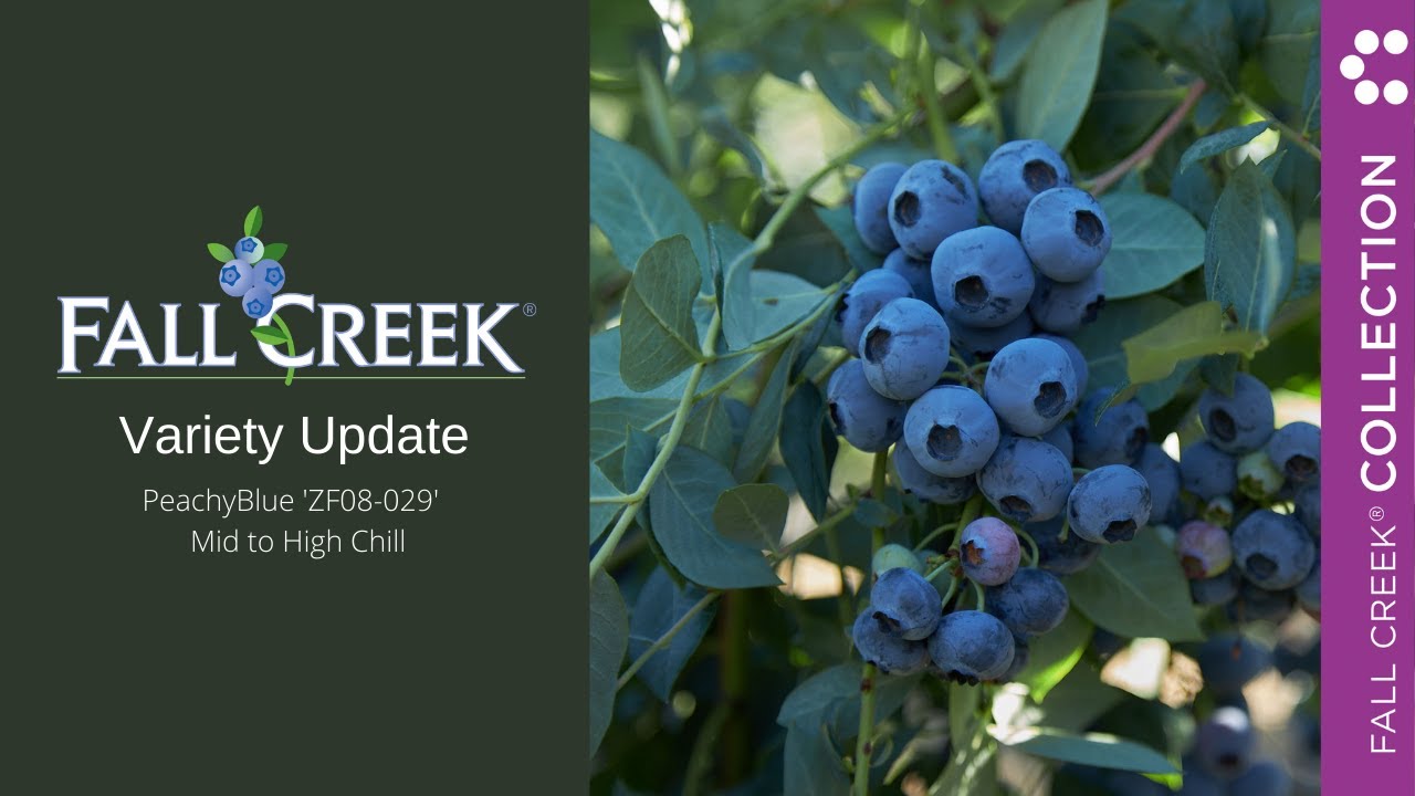 Fall Creek Collection - Variety Overview - PeachyBlue ‘ZF08-029’ - July ...