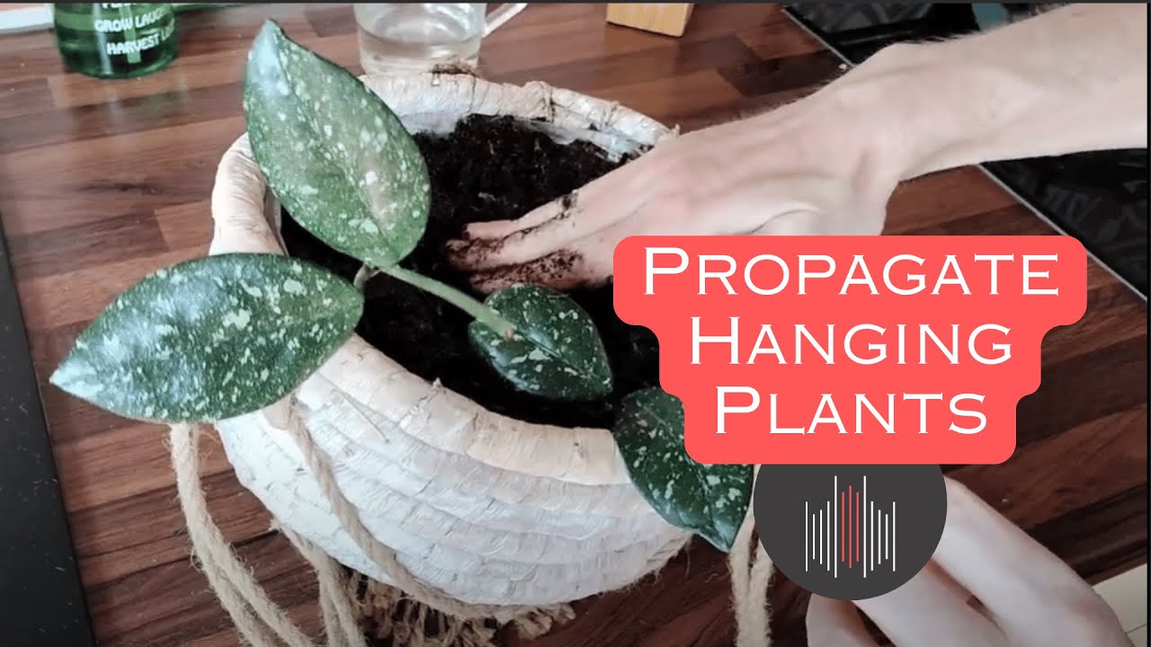 How to Propagate Hanging Plants - YouTube