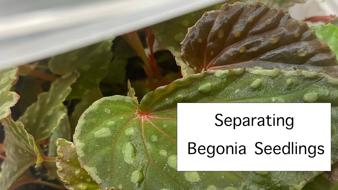 Sowing Begonia Seeds and Separating Begonia Seedlings - YouTube