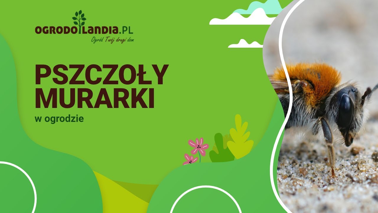 Pszczoły murarki w ogrodzie 🐝 - YouTube