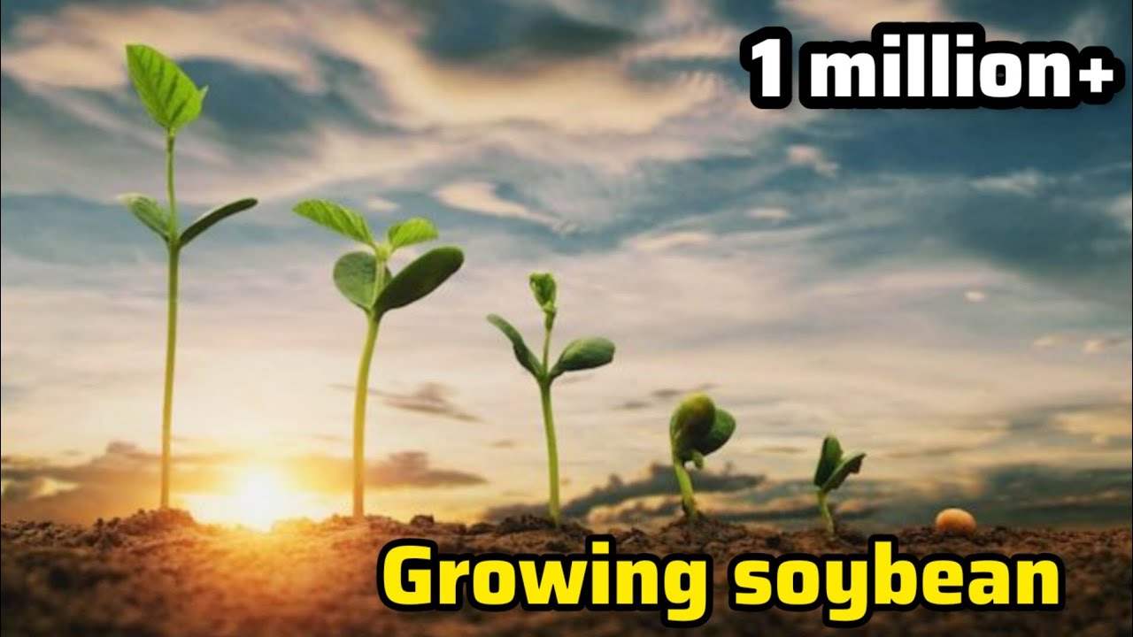 Growing Soybean from seed | new method to grow soybean at home | how to ...
