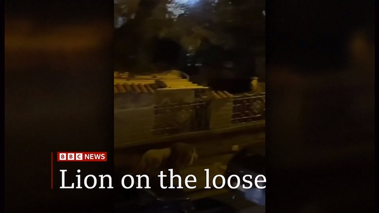 Escaped circus lion roaming the streets of one Italian town (full story ...