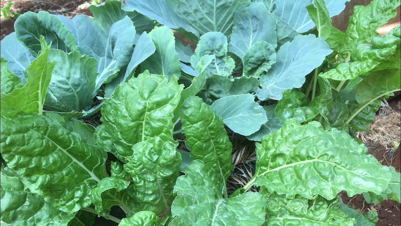 Urban Farming in Kenya 🇰🇪 | Vertical Sack Farming - YouTube