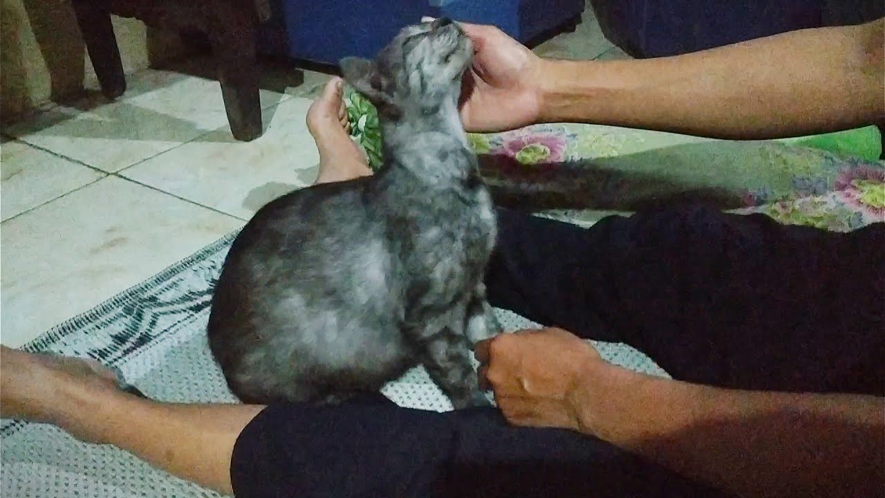 KUCING DAN MANUSIA BISA SALING PIJITAN - YouTube