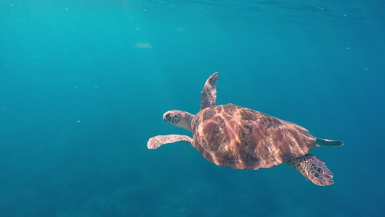 2018 03 13 Greenback Turtle - YouTube