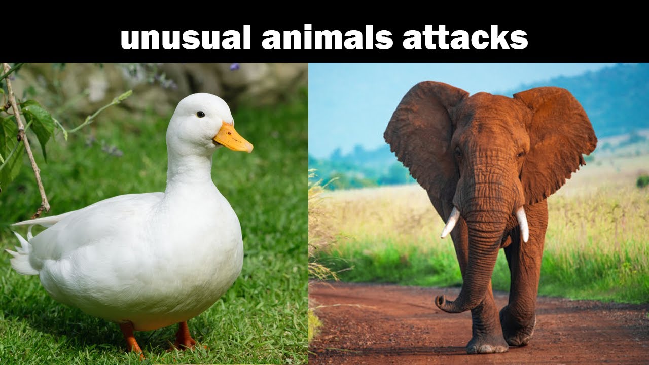 unusual animals attacks | animal attack on human 2024 | most dangerous ...