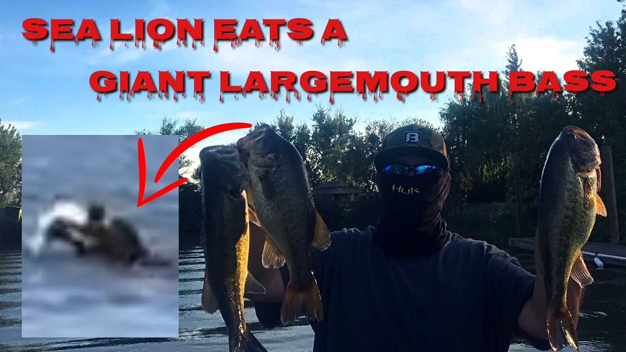 Ca Delta Bass Fishing.(Sea Lion Eats A Giant Largemouth Bass) - YouTube