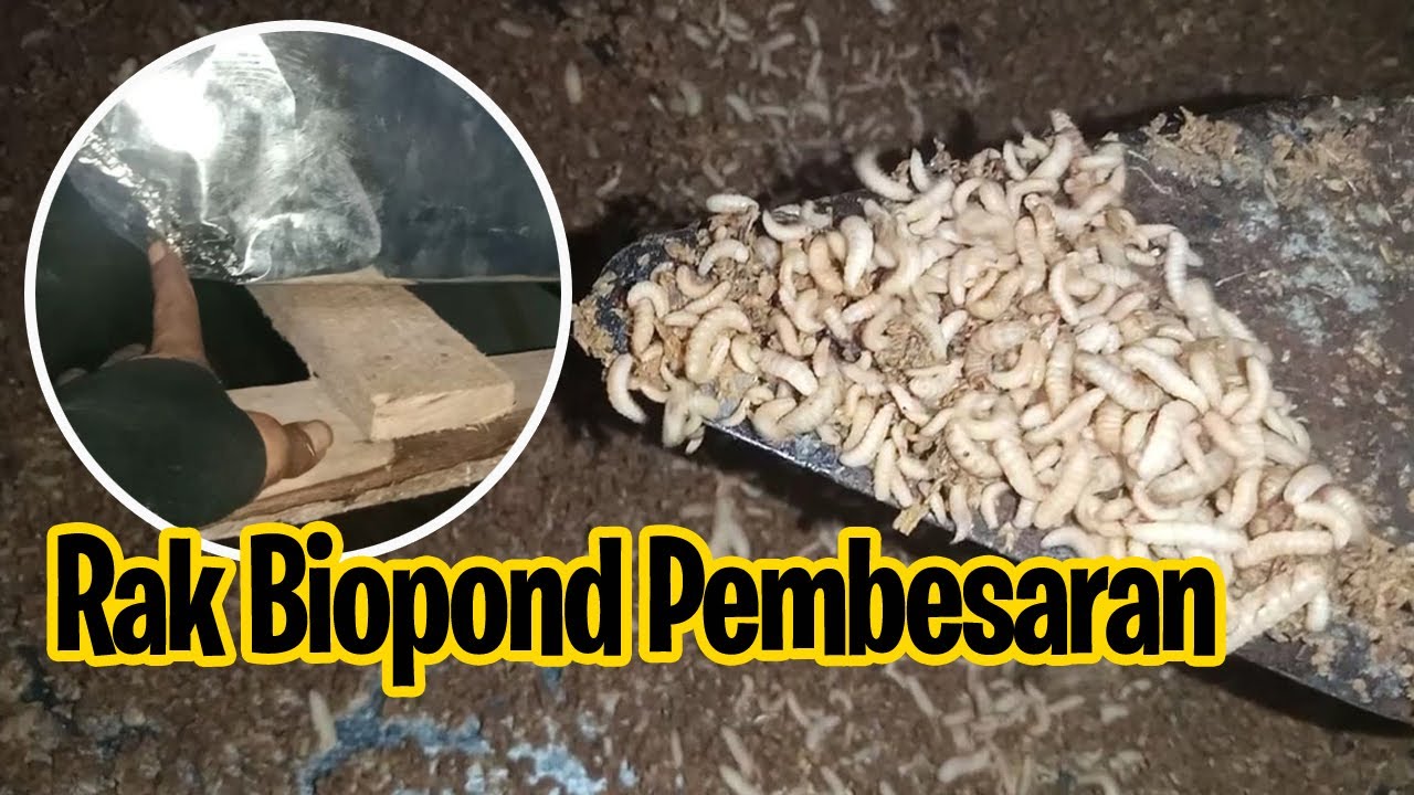 Tips Membuat Rak Biopond Maggot BSF Pembesaran- Juragan BSF - YouTube