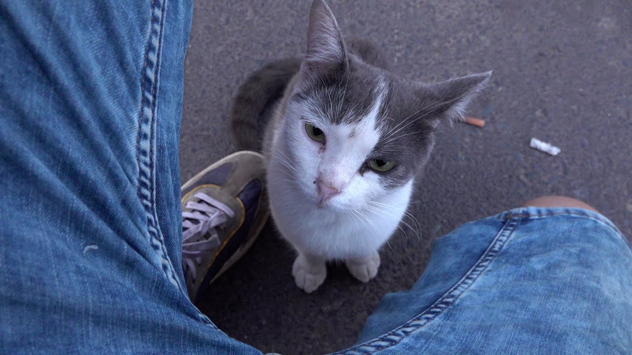Lonely cat meow and needs attention - YouTube