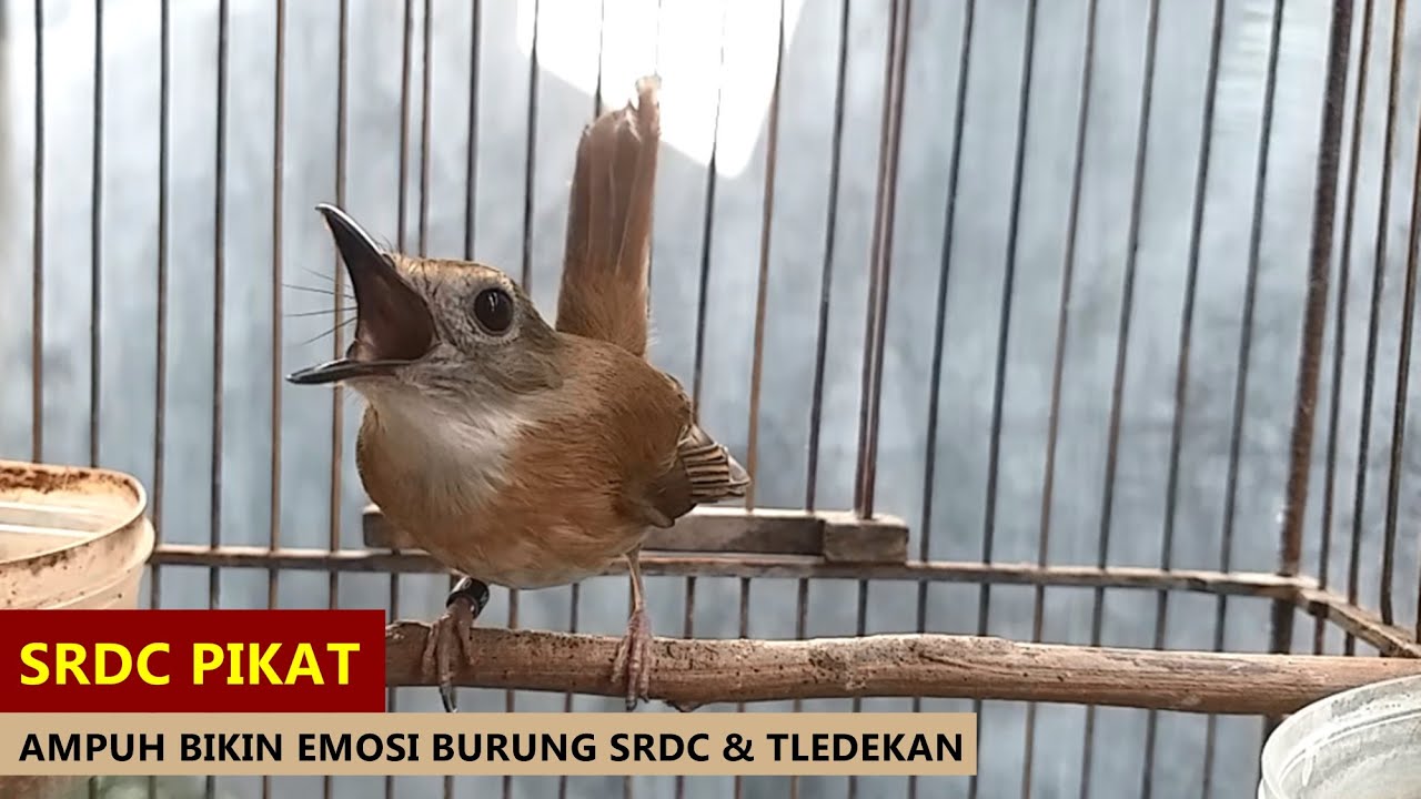 Suara SRDC Bali GACOR sangat jitu untuk memancing bunyi sikatan rimba ...