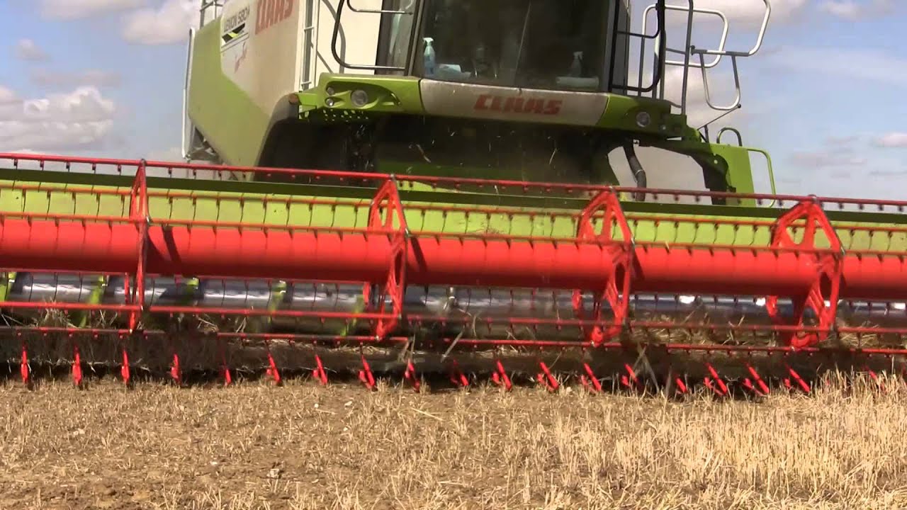 Bolting rabbits at harvest time - YouTube