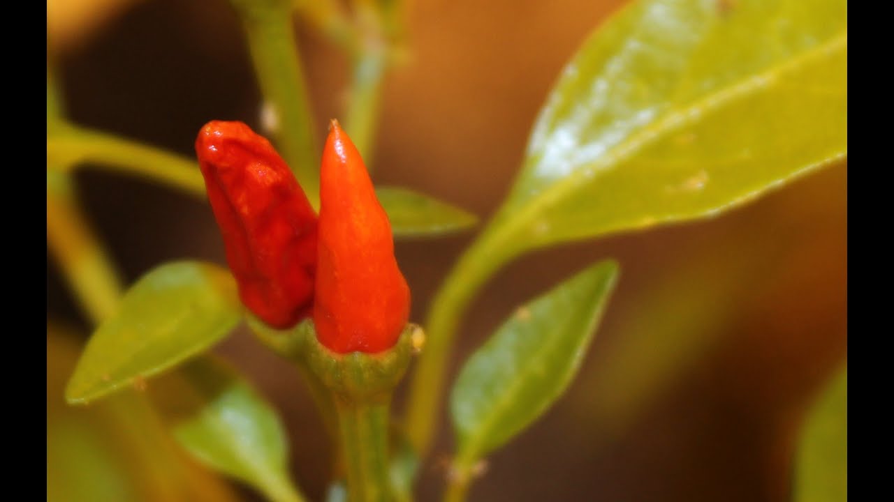 World smallest chilli! - YouTube