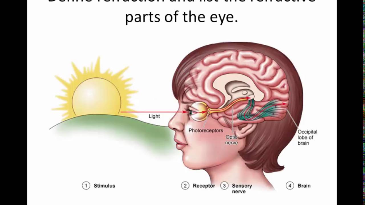 Unit 9 The Sensory System Part 2 - YouTube