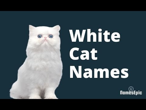 Best White Cat Names [20 Cool Ideas] | NamesEpic - YouTube