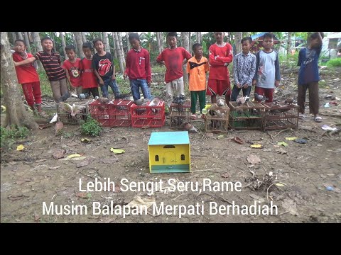 Paling rame! Lomba Merpati Episode 13